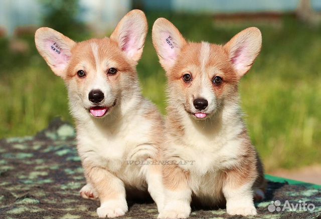 Два очаровательных парня-коржика ждут владельцев