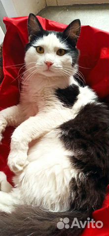Кот в дар