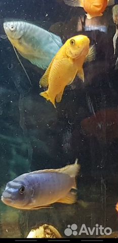 Рыбки цихлиды