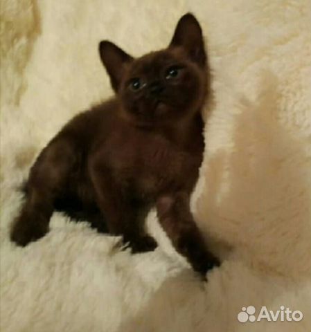 Малыши бурма