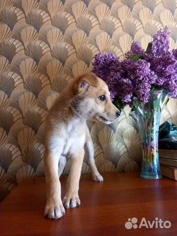 Щенок от собаки маленького роста