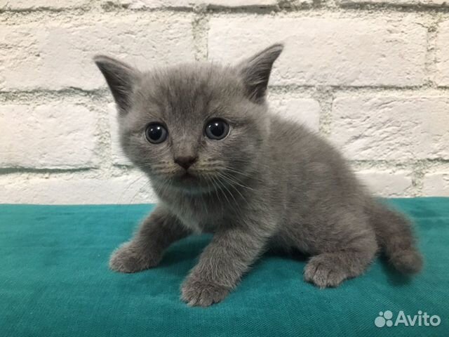 Британские котята