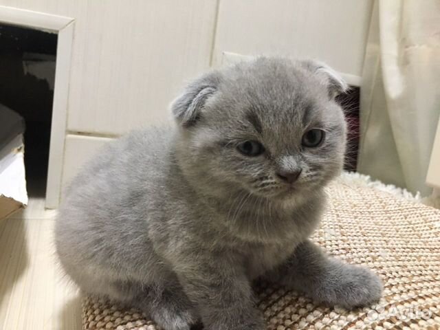 Британский вислоухий