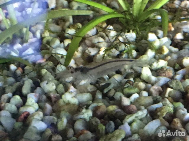 Креветки Амано