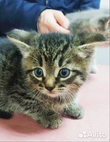 Супер красавчик Тимошка ищет дом