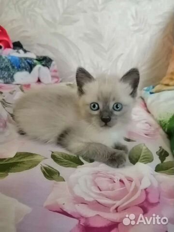 Котенок