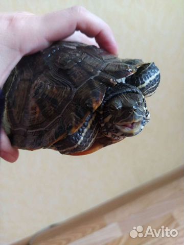 Черепаха улыбака