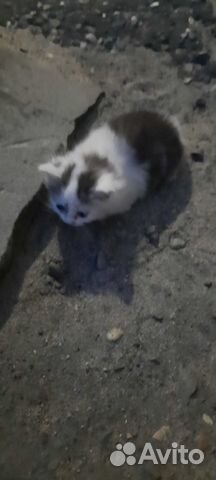 Спасите котят от собак