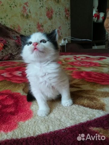 Малыш в маске кошки)