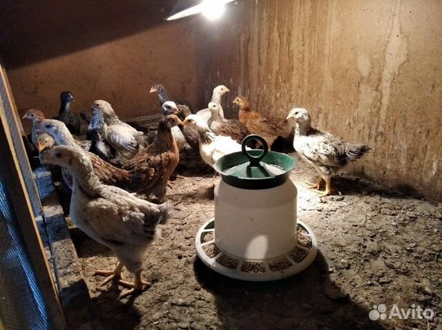 Цыплята подрощенные