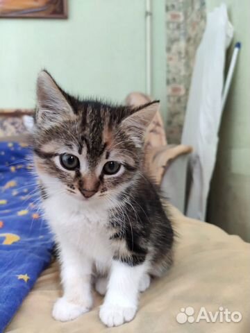 Котенок Отбили от стаи собак Ищем дом