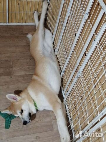 Акита Ину 7 мес. Кобель