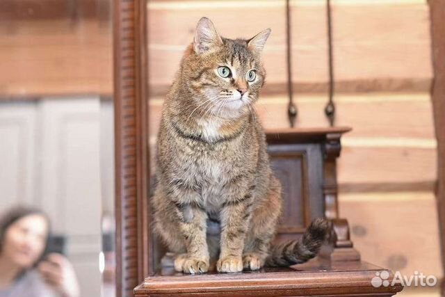 Кошка Лиза в дар