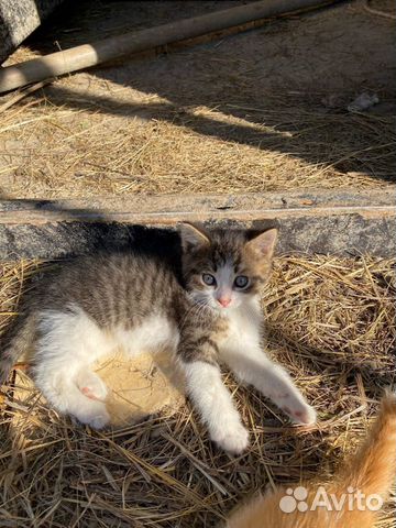 Прелестные котята