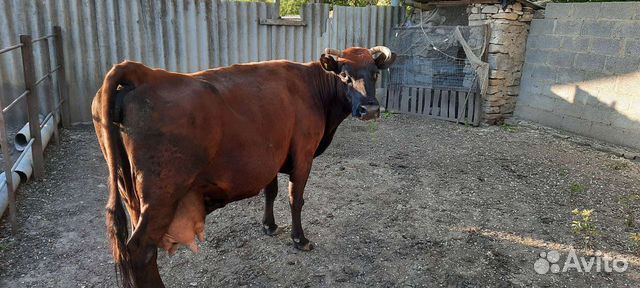 Продается корова стельная