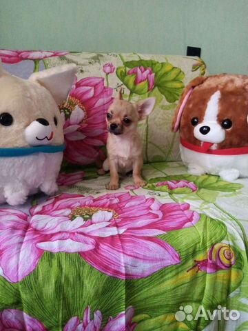 Щенки чихуахуа