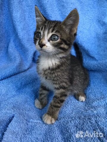 Котенок Сеня 2 мес