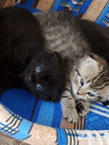 Шотландские вислоухие котята