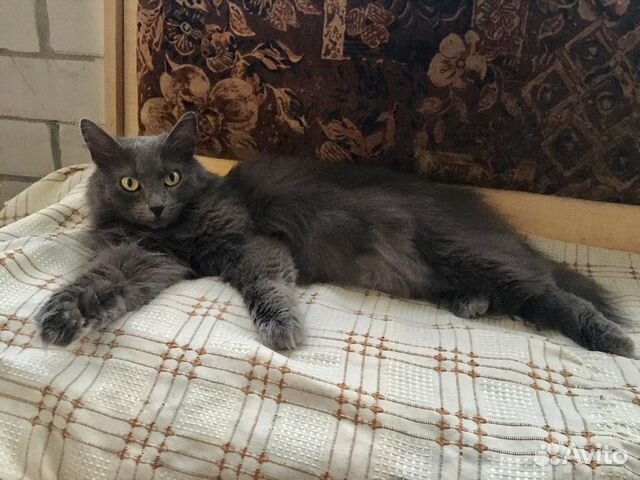 Дымчатая кошечка