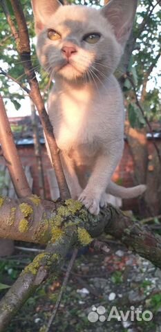 Кошечка лилушка