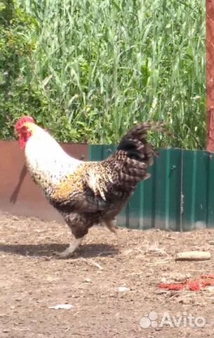 Петух билефельдер