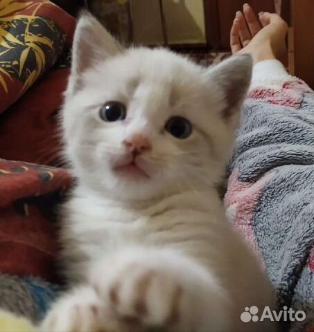 Котенок мальчик 2 месяца