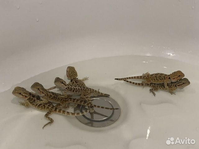 Бородатая агама