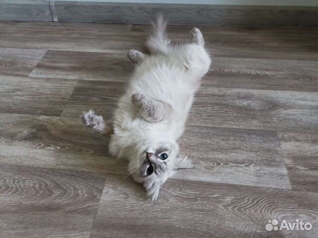 Кошка невская маскарадная