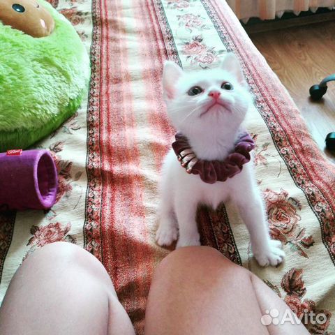 Белые шикарные котята в добрые руки бесплатно