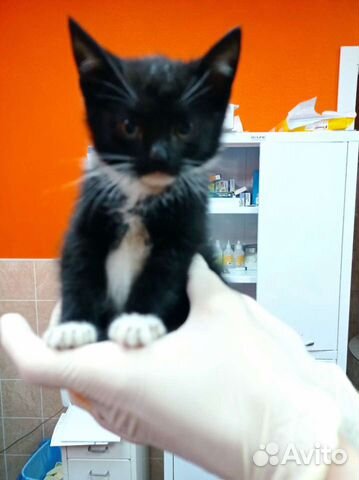 Котик "Маркиз" 1 месяц отроду, ищет хозяйку или хо