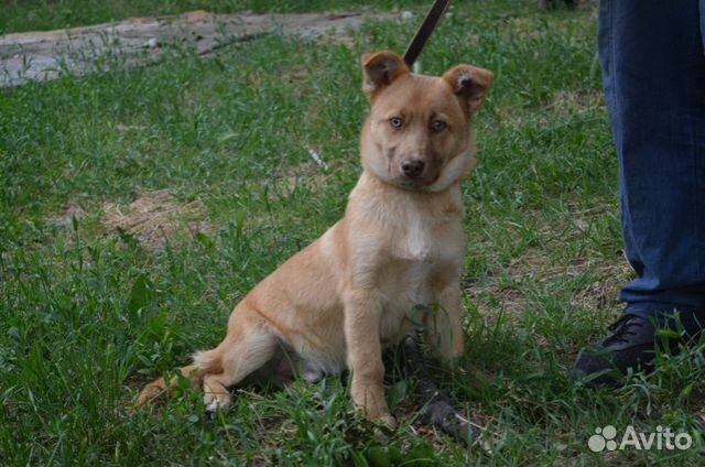 Ищет дом щенок не крупной Собачки Тэдди