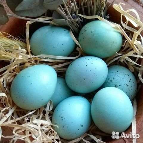 Яйца перепелиные