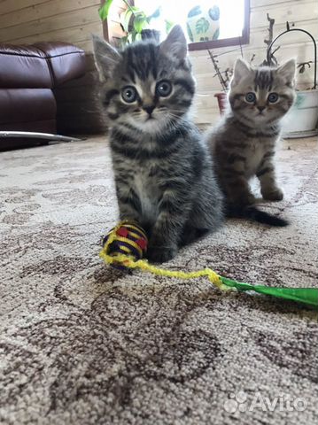 Малыши британцы