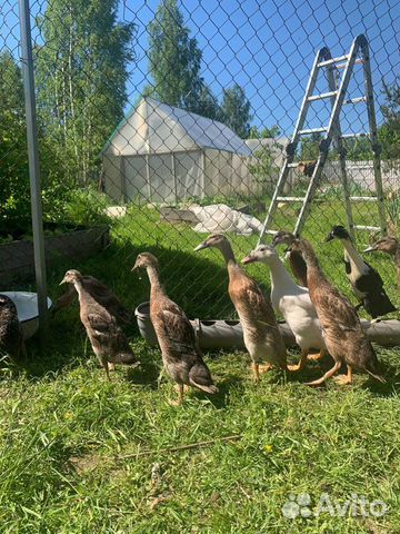 Утки индийский бегунок