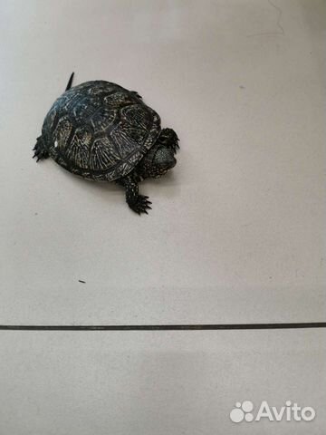 Черепаха