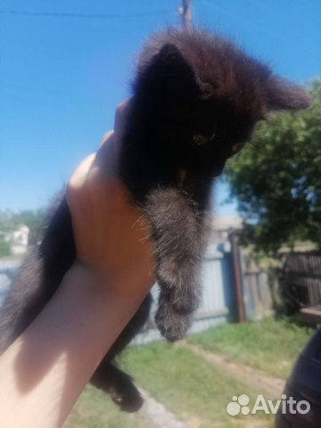Котята в добрые руки бесплатно