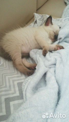 Донской сфинкс