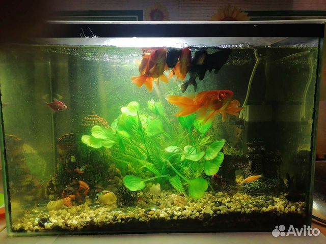 Аквариум
