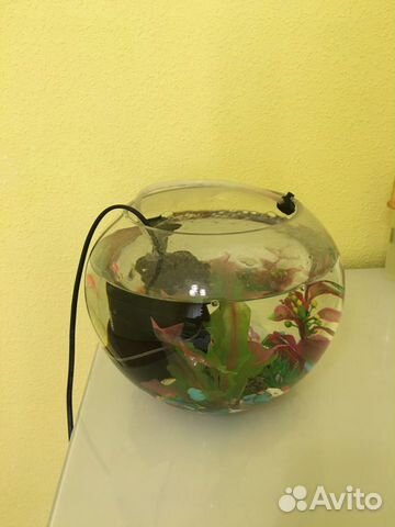 Аквариум с рыбками