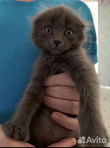 Вислоухие котята полушотландцы 1,5 месяца в добрые