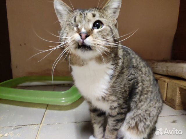 Благородный кот Квазимодо внешне из приюта