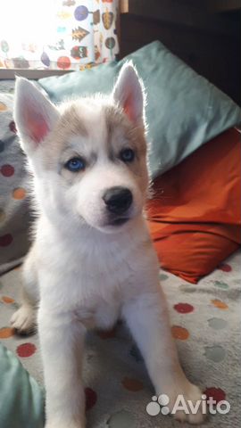 Щенки Хаски