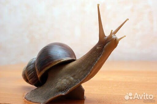 Улитки ахатины (детки, только вылупились)