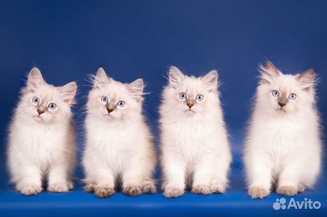 Продажа невских маскарадных котят
