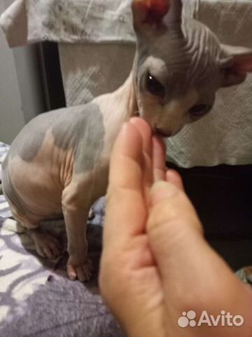 Сфинкс эльфик