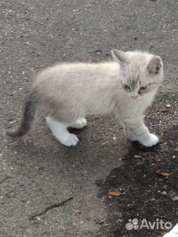 Котенок, 2 месяца, голубые глаза