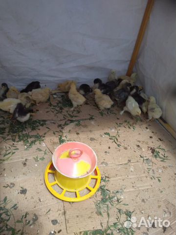 Цыплята орпингтон, брама