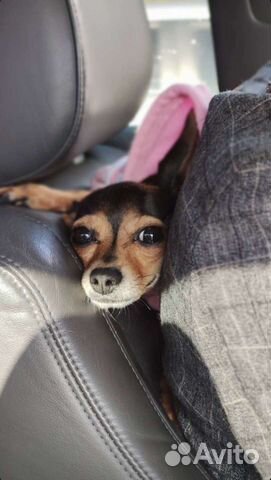 Русский Той-Терьер в очень добрые руки