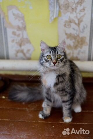 Симона красотка спасеныш