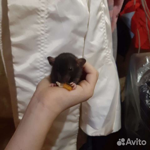 Крыса дамбо